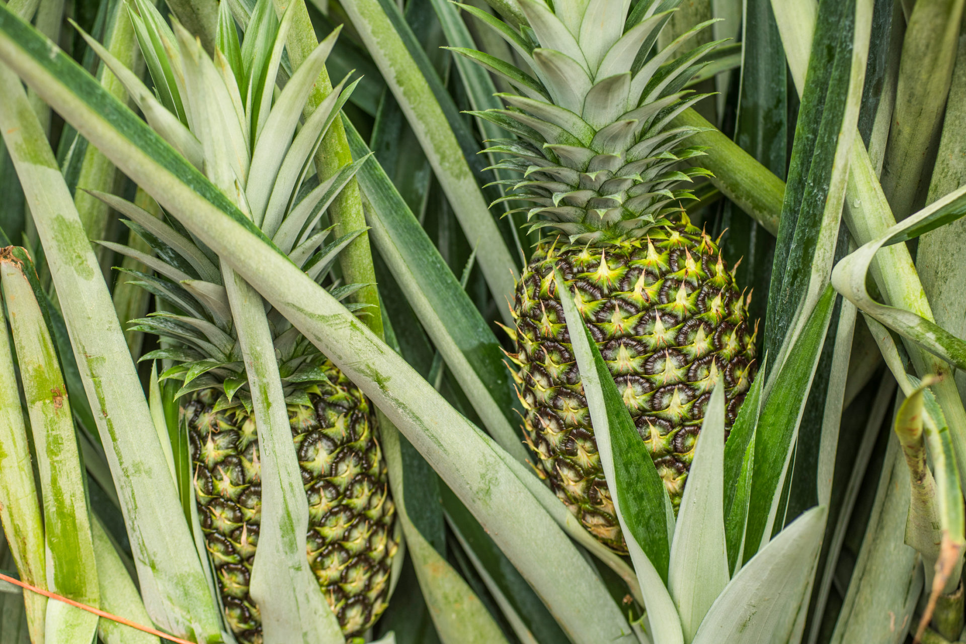 PinCor® Promotes Pineapple Production | Sumitomo Biorational