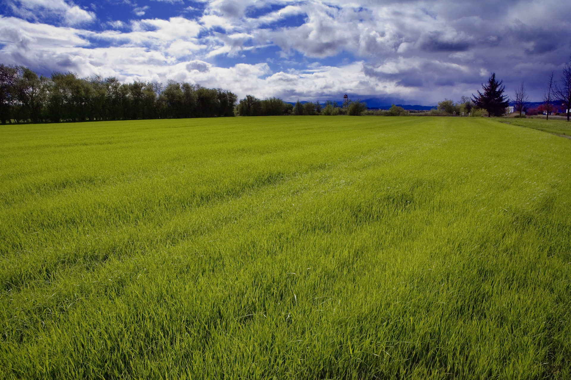 RyzUp SmartGrass® Plant Growth Regulator | Sumitomo Biorational